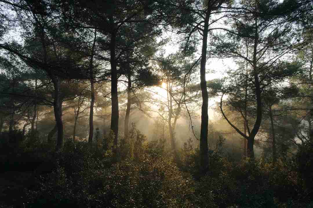 How To Survive In A Forest: Essential Tips And Techniques | Preppers ...